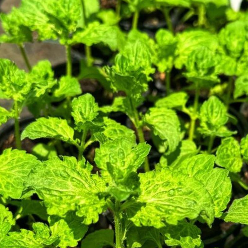Mint Collection | Online Herbs | Urban Herbs – Urban Herbs Shop